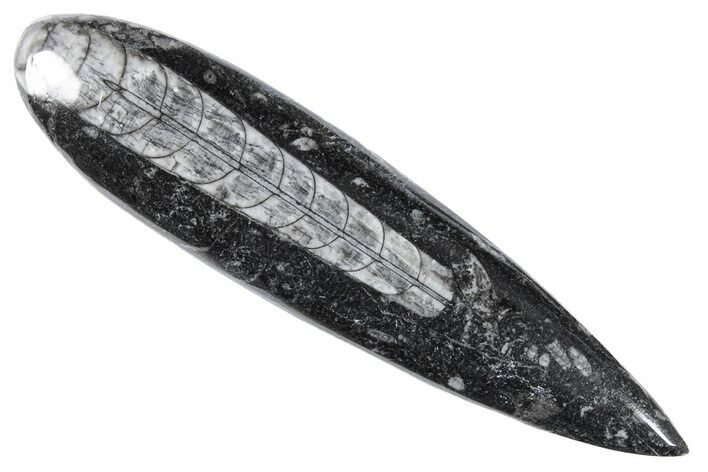5.3" Polished Fossil Orthoceras (Cephalopod) - Morocco (#216209) For Sale - FossilEra.com
